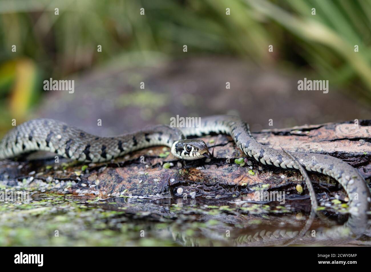 grass snake, natrix natrix Stock Photo - Alamy