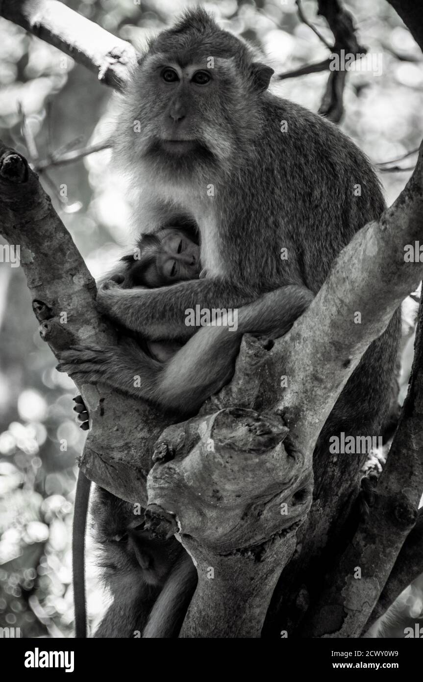 Crab-eating macaques shot in Bali, Indonesia Stock Photo - Alamy
