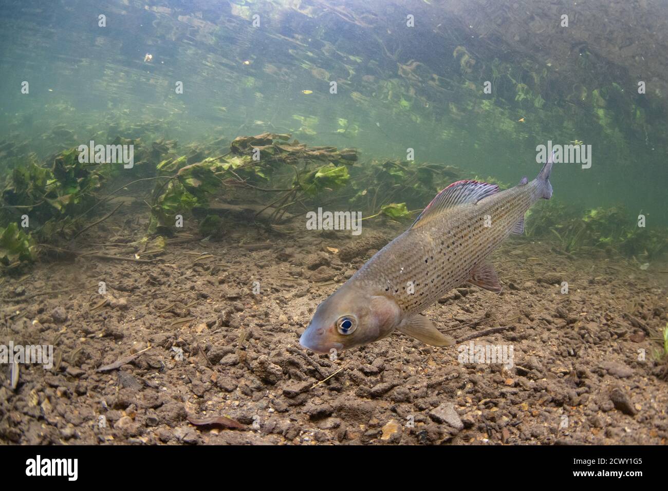 Grayling, Thymallus thymallus Stock Photo - Alamy