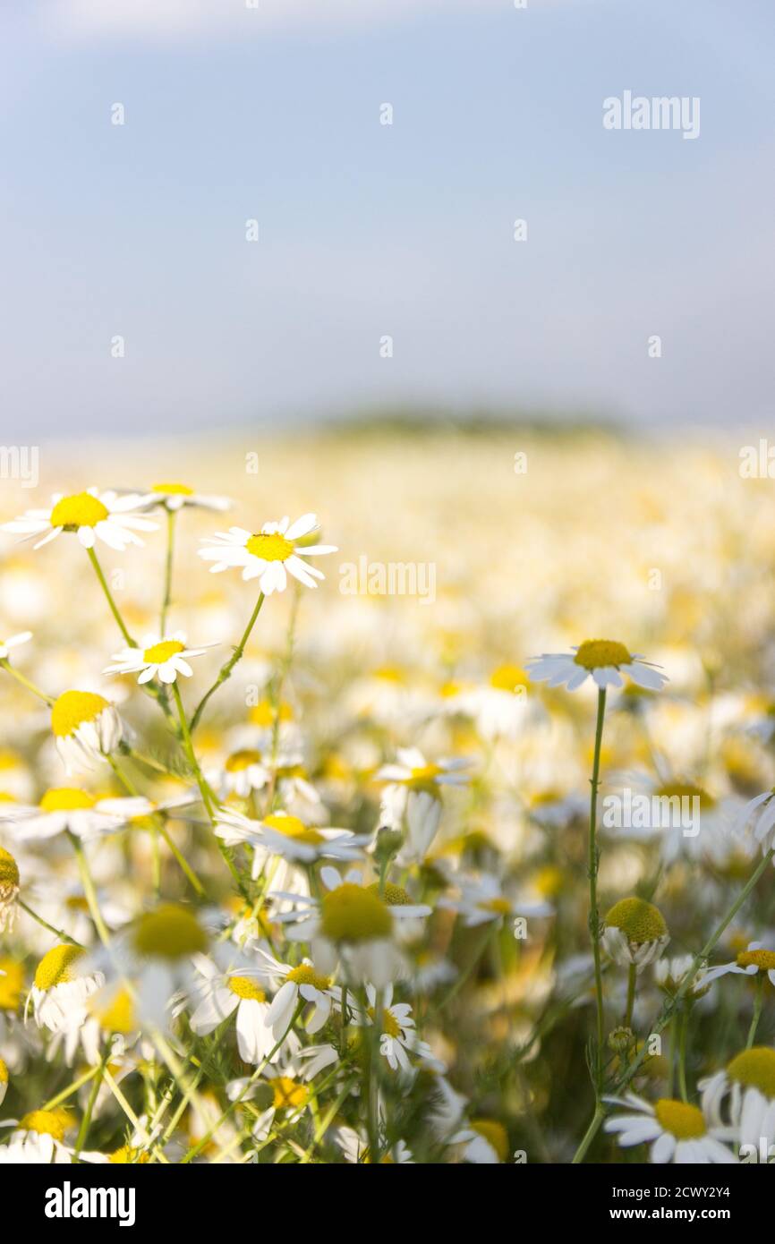 Chamomile is the national flower of russia hi-res stock photography and ...