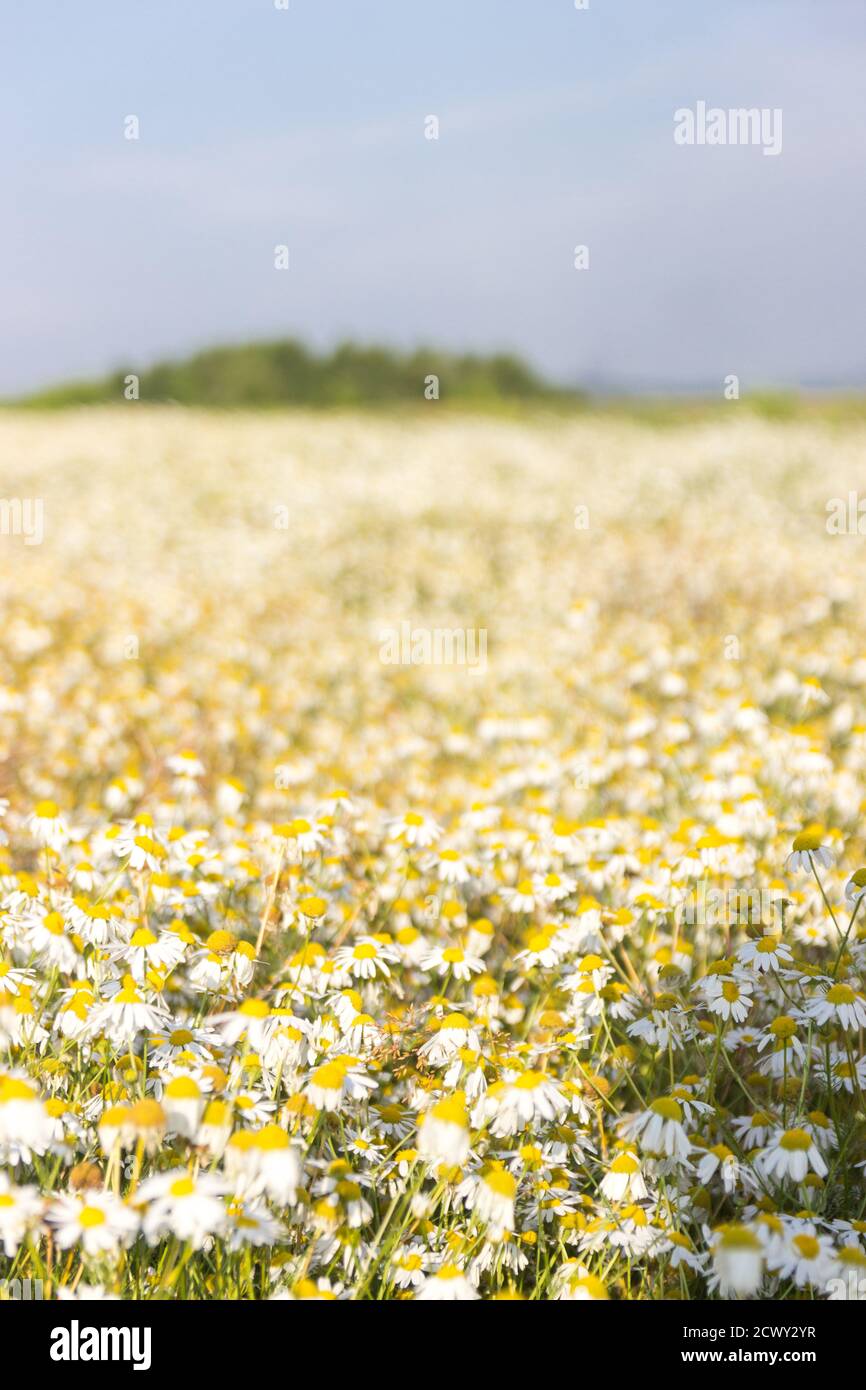 Chamomile is the national flower of russia hi-res stock photography and ...