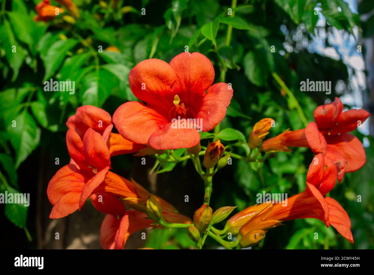 Close up of red climber flower campsis also known as trumpet creeper ...