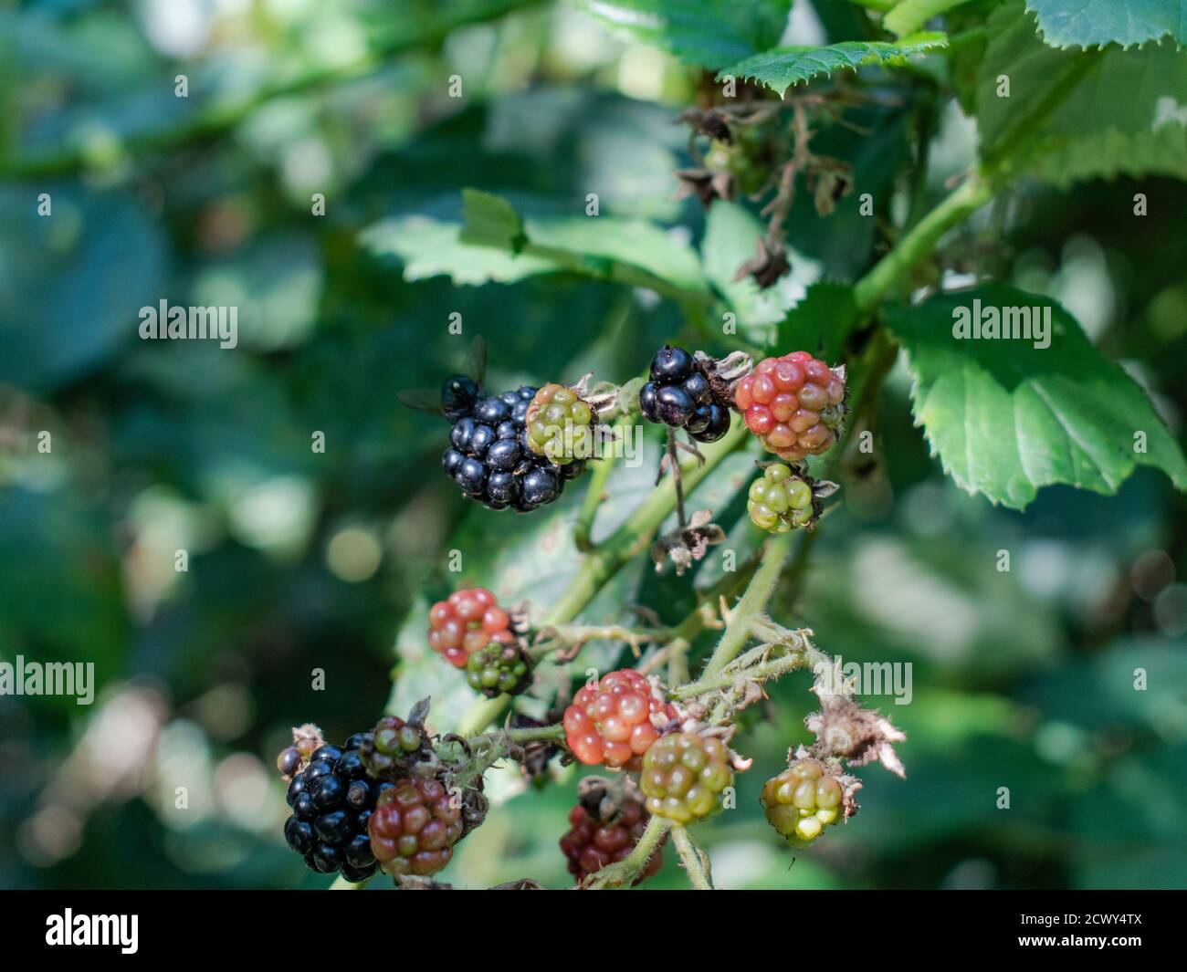 Plicatus hi-res stock photography and images - Alamy