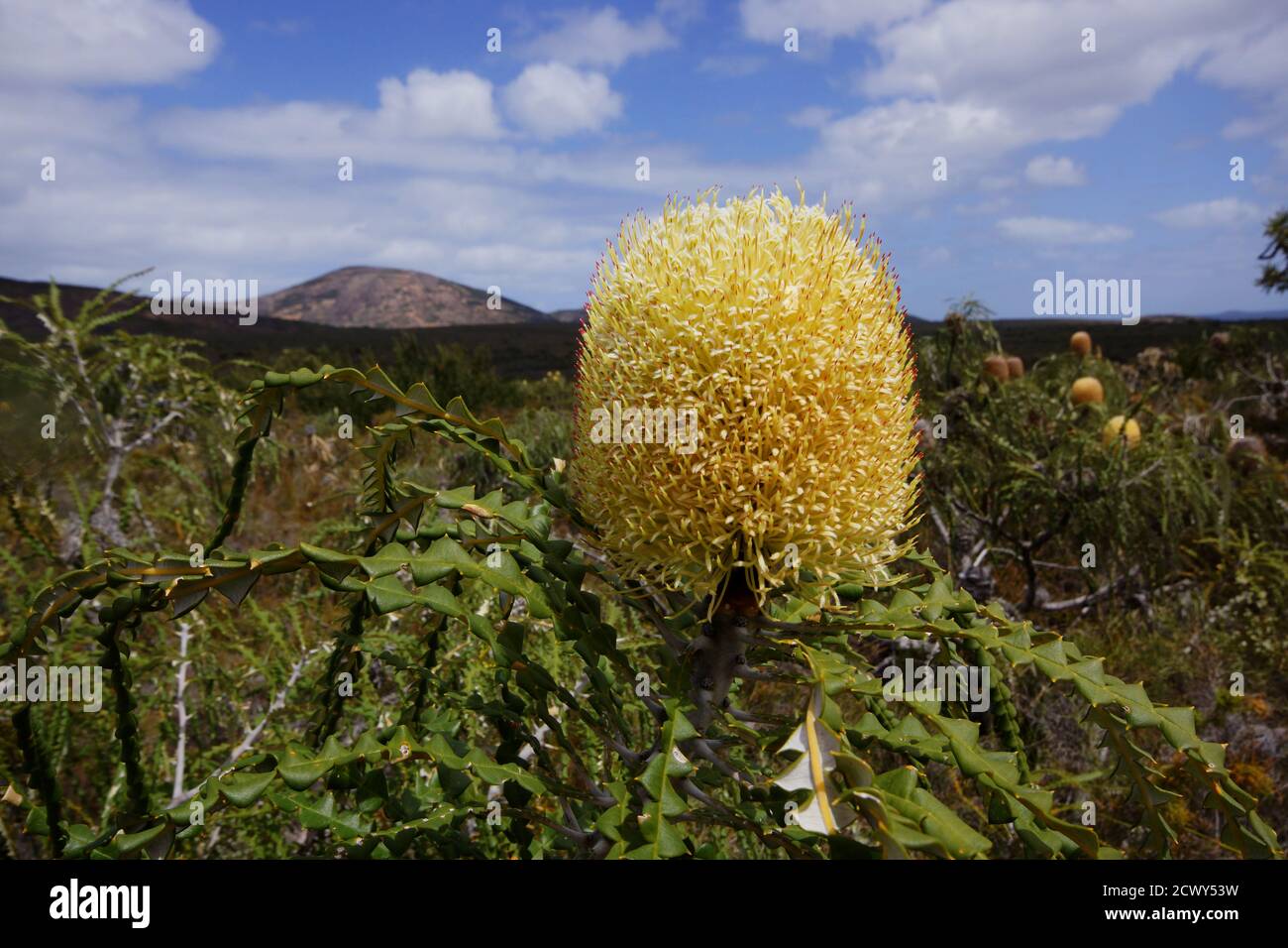 Native Australian wildflower: Bright yellow flower of Banksia speciosa ...