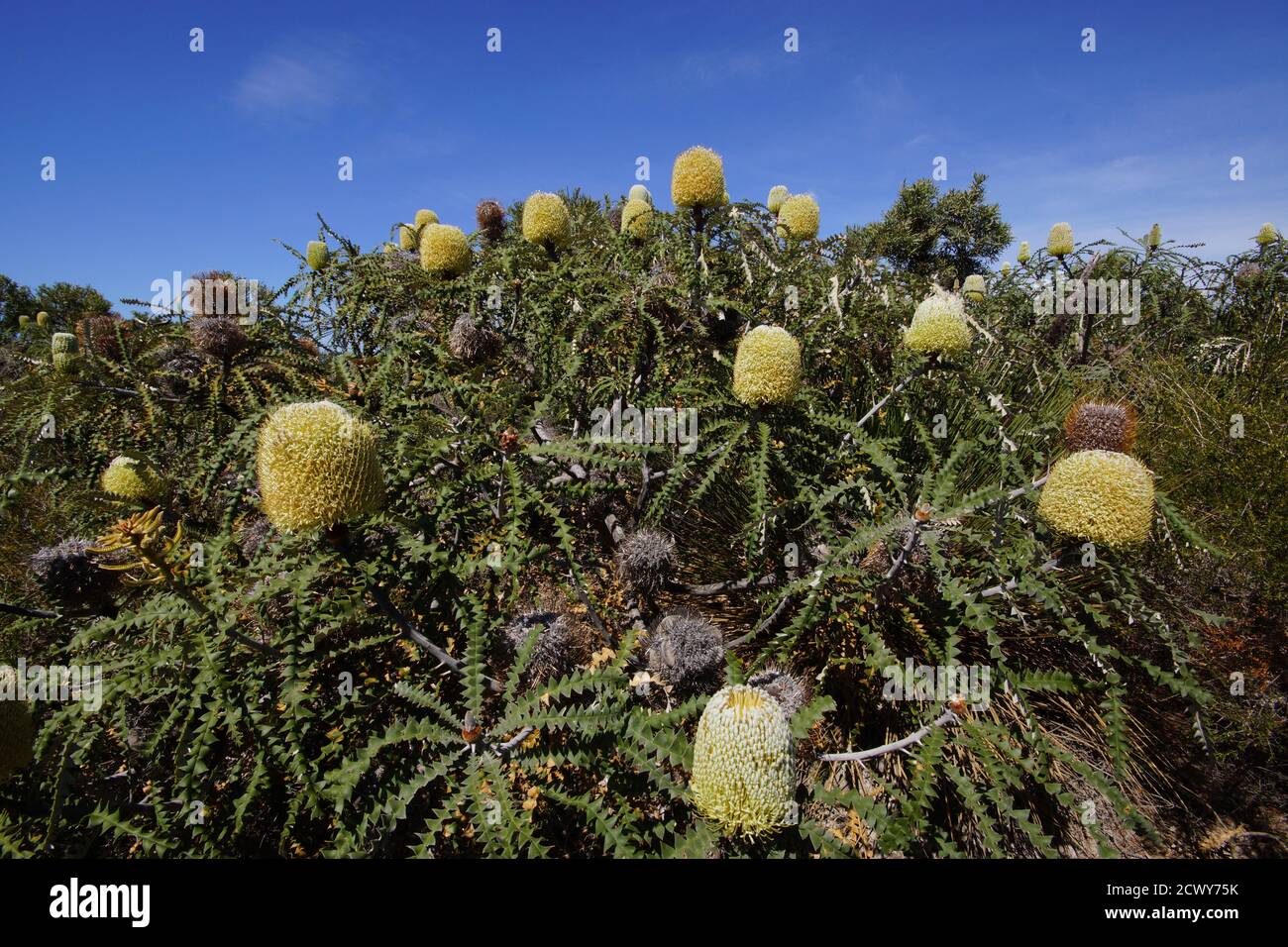 Banksia speciosa inflorescence hi-res stock photography and images - Alamy
