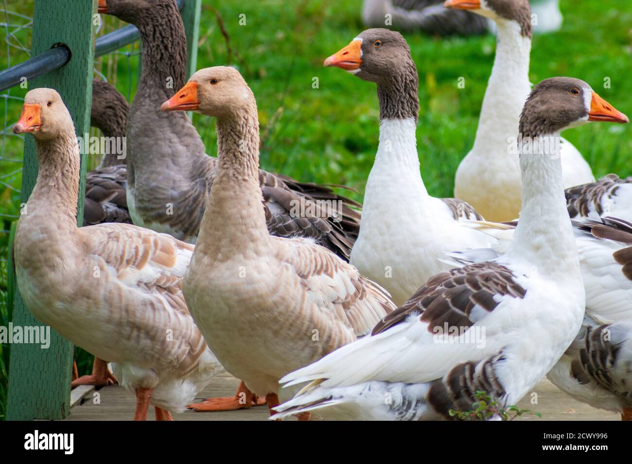 Five grey, white and tan geese looking left and right, with orange ...