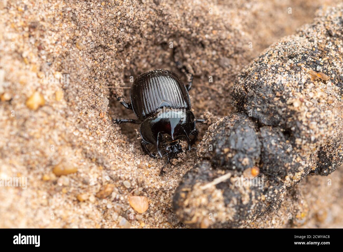 Minotaur beetle (Typhaeus typhoeus), a dung beetle, on sandy heathland ...