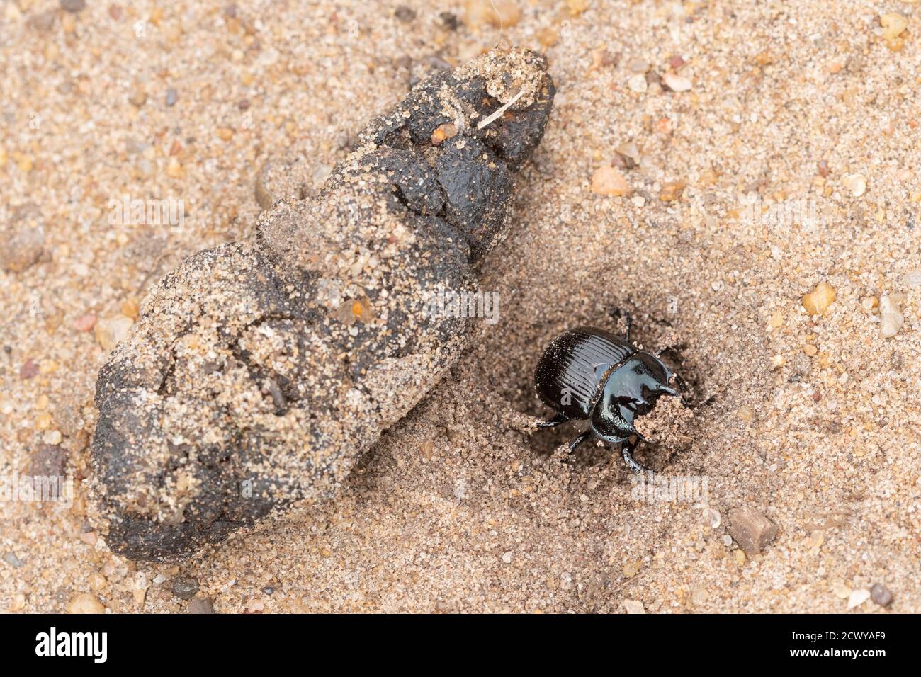 Minotaur beetle (Typhaeus typhoeus), a dung beetle, on sandy heathland ...