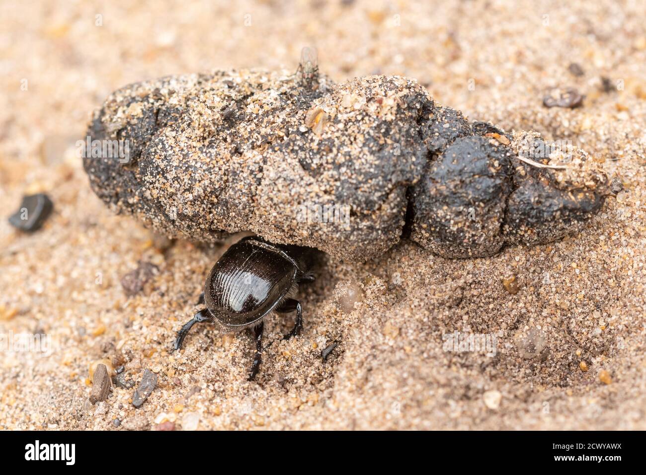 Minotaur beetle (Typhaeus typhoeus), a dung beetle, on sandy heathland ...