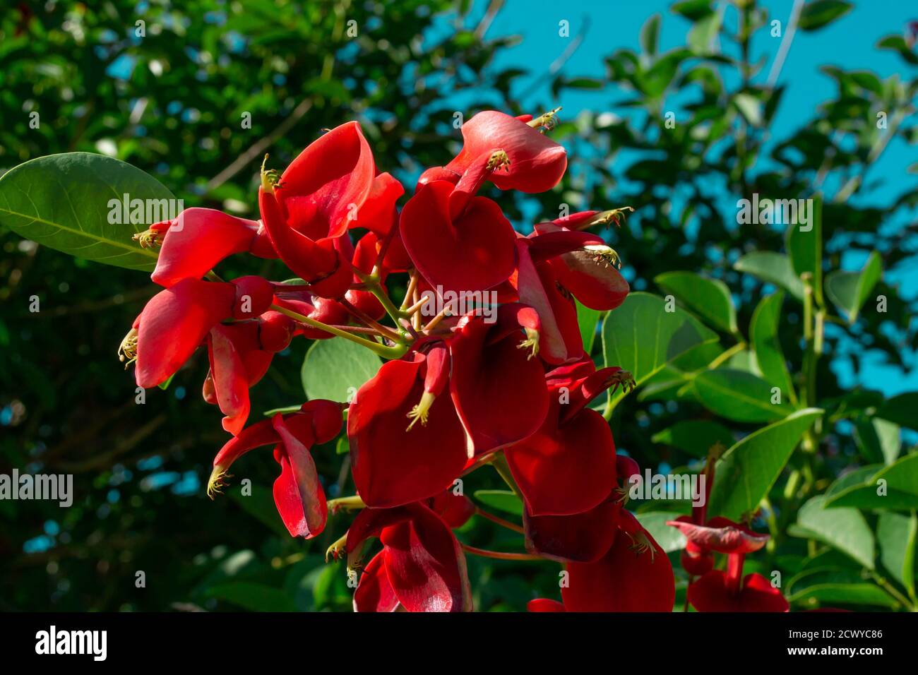 Close up of a tree with red flowers - erythrina crista-galli also known ...