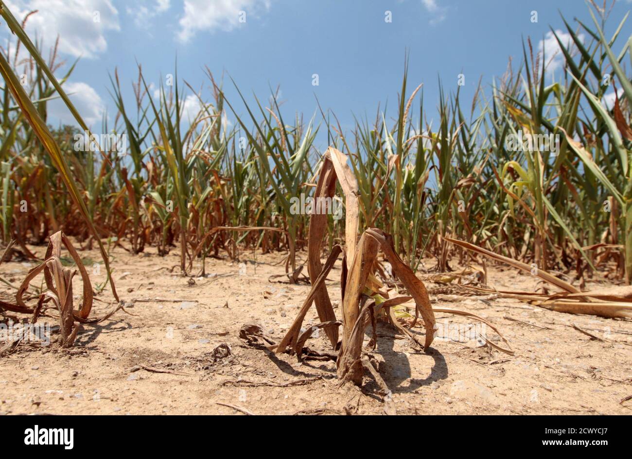 Drought 2012 crops usa hi-res stock photography and images - Alamy