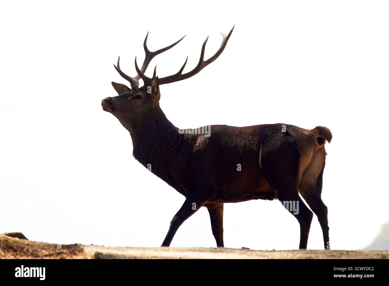 silhouette of adult deer during the bellowing in the mating season in ...