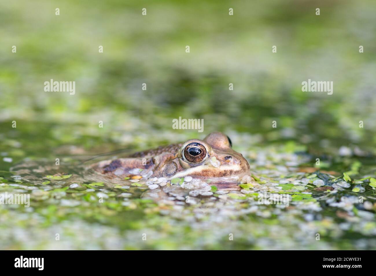 pool frog, Pelophylax lessonae, setempber, native Stock Photo - Alamy