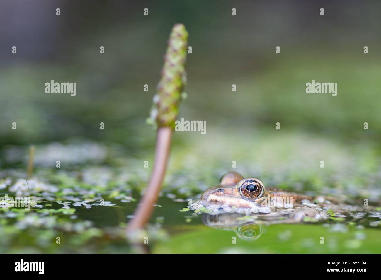 pool frog, Pelophylax lessonae, setempber, native Stock Photo - Alamy