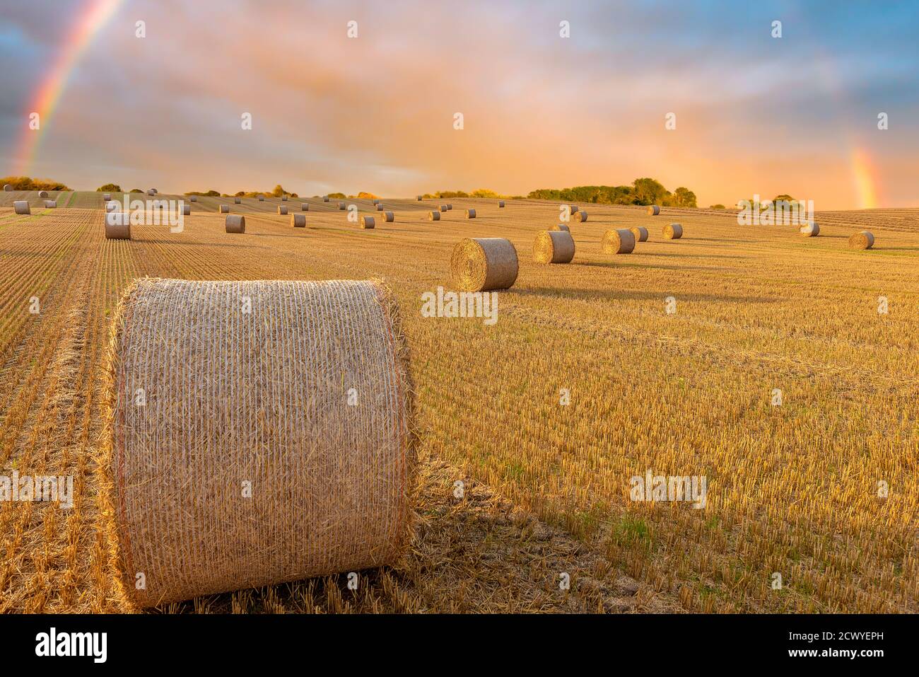 Barley jutland denmark hi-res stock photography and images - Alamy