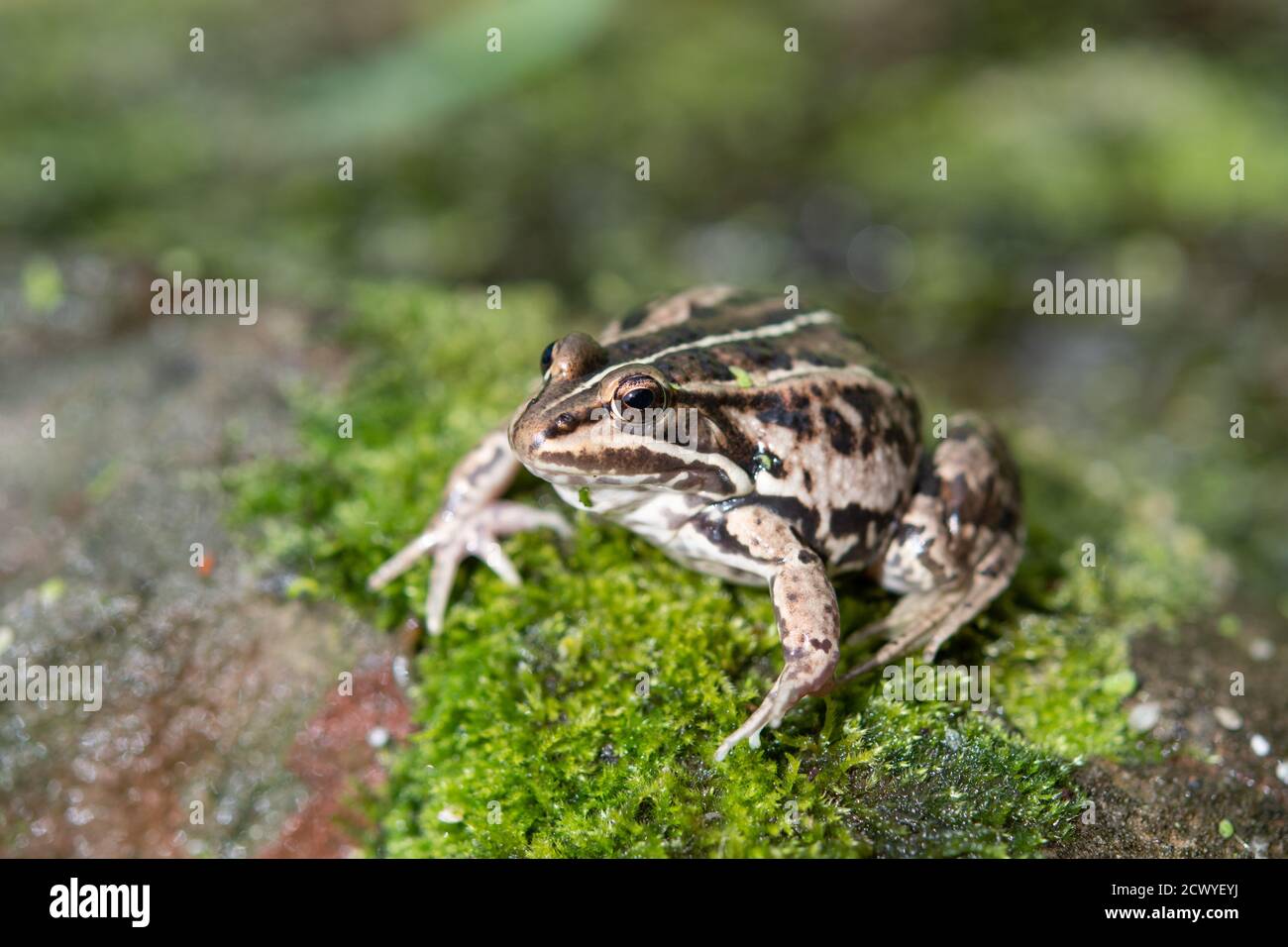 pool frog, Pelophylax lessonae, setempber, native Stock Photo - Alamy