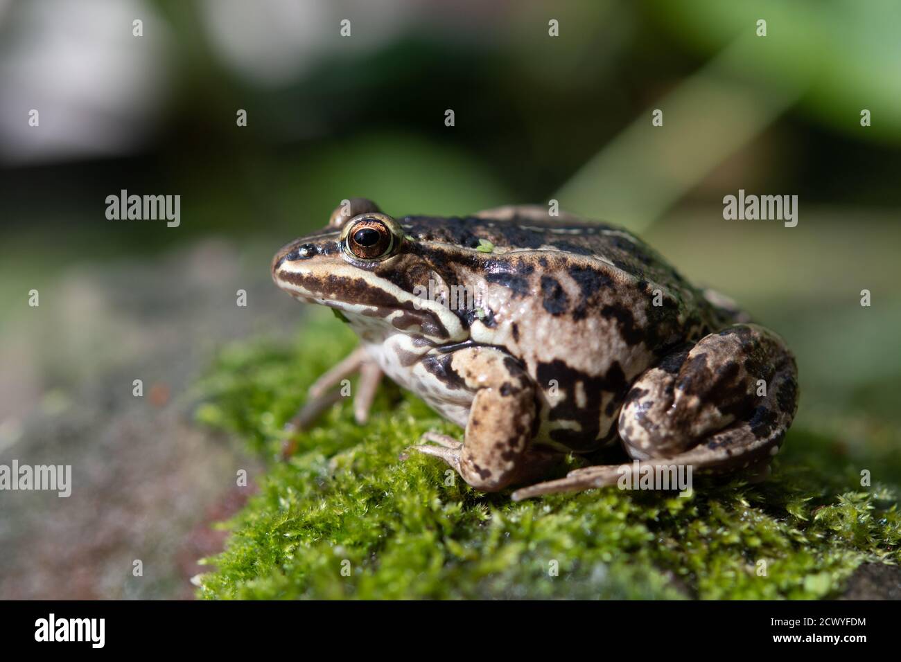 pool frog, Pelophylax lessonae, setempber, native Stock Photo - Alamy