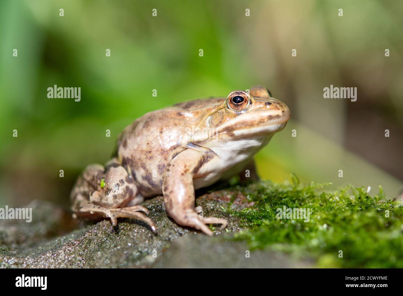 pool frog, Pelophylax lessonae, setempber, native Stock Photo - Alamy