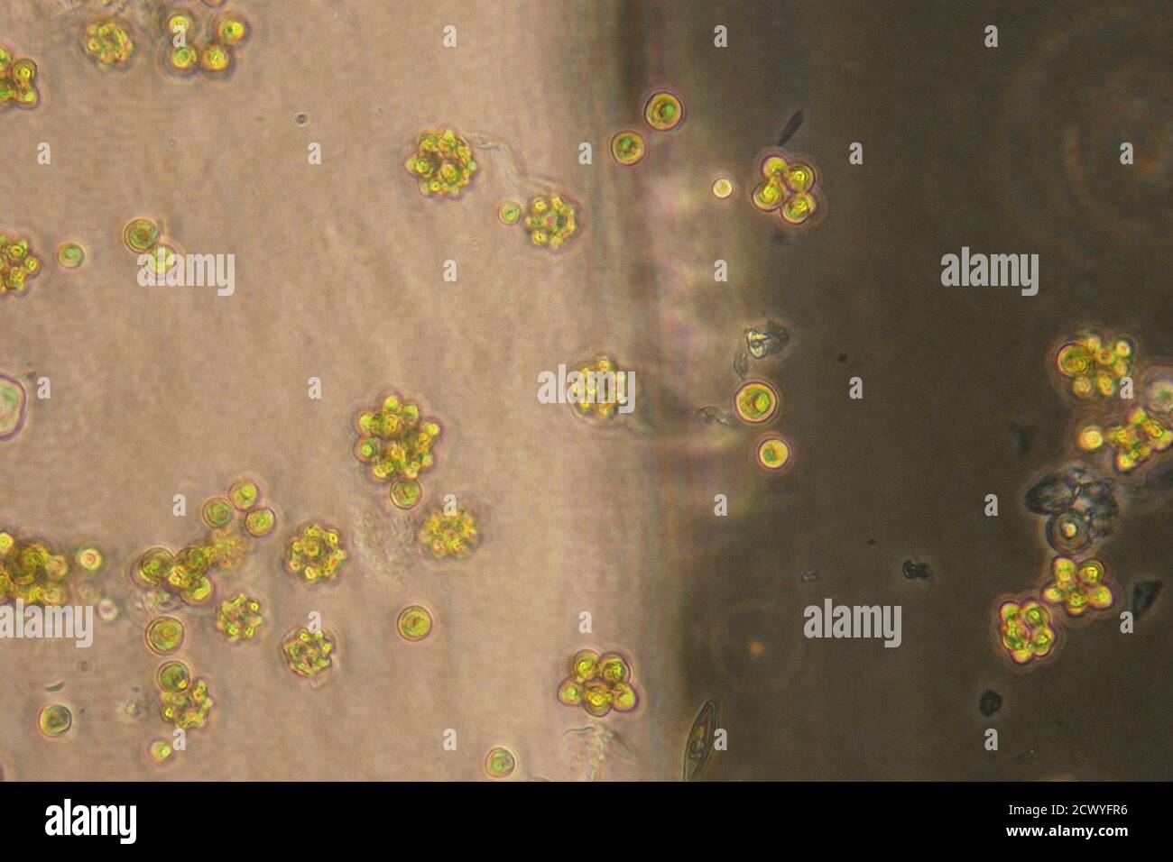 Algae wastewater treatment plant hi-res stock photography and images ...