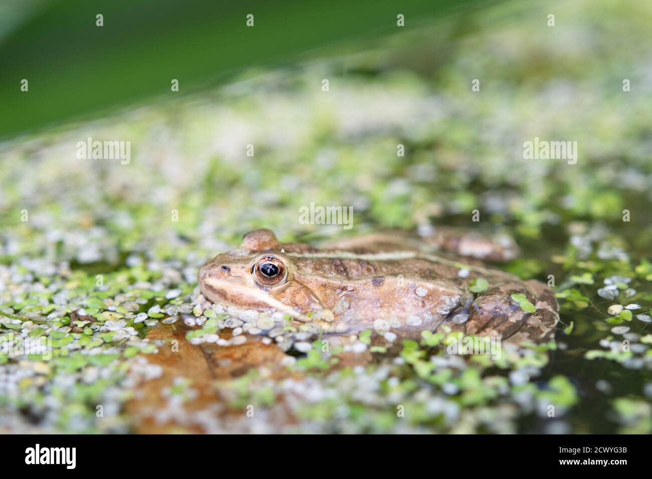 pool frog, Pelophylax lessonae, setempber, native Stock Photo - Alamy