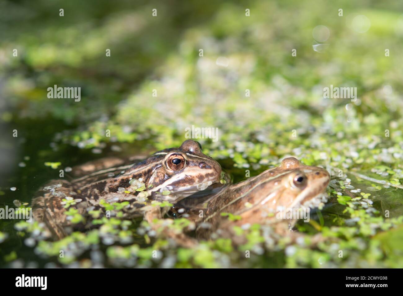pool frog, Pelophylax lessonae, setempber, native Stock Photo - Alamy