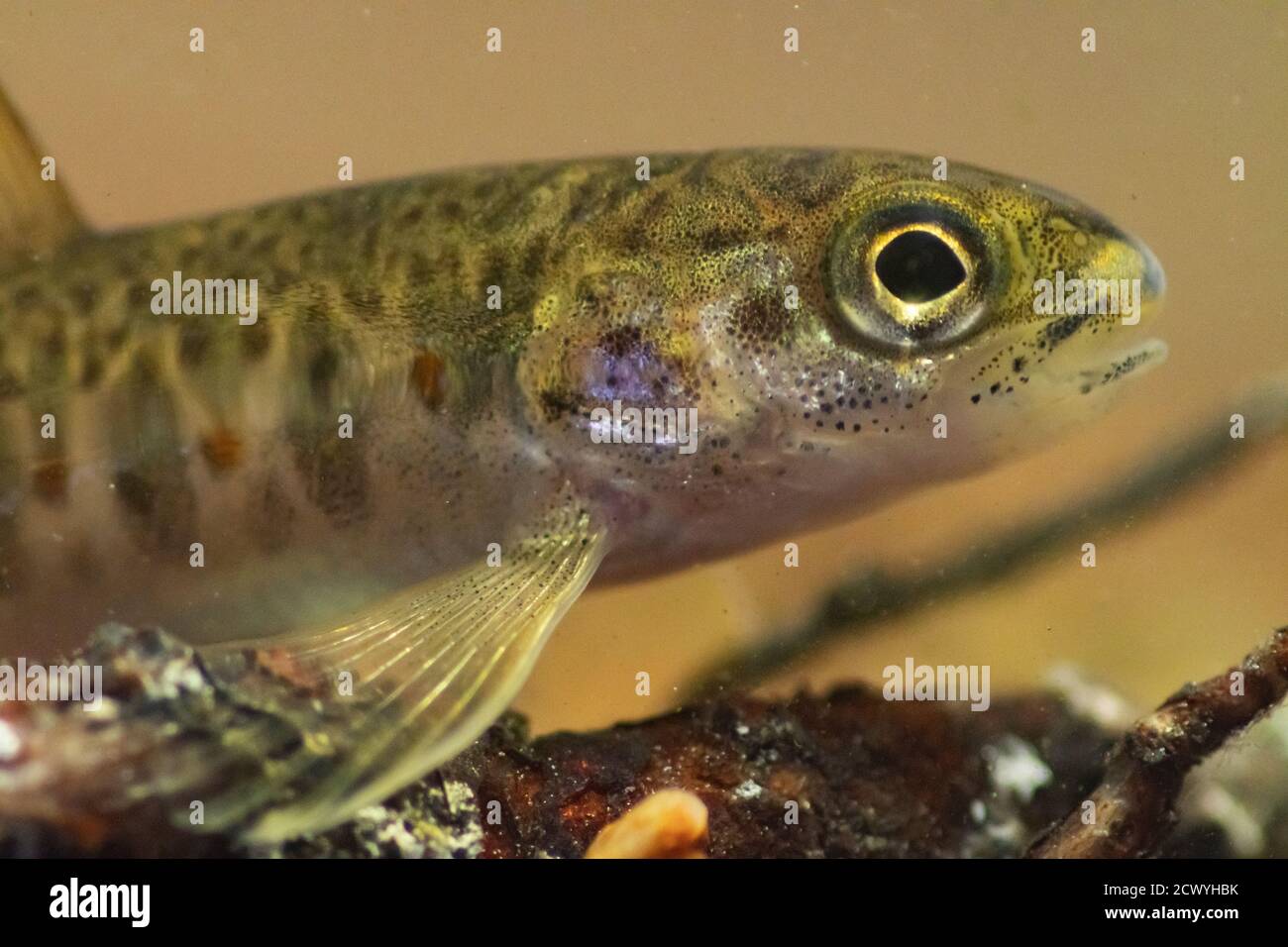 Salmon Parr, Salmo salar, river dee, scotland, august Stock Photo - Alamy