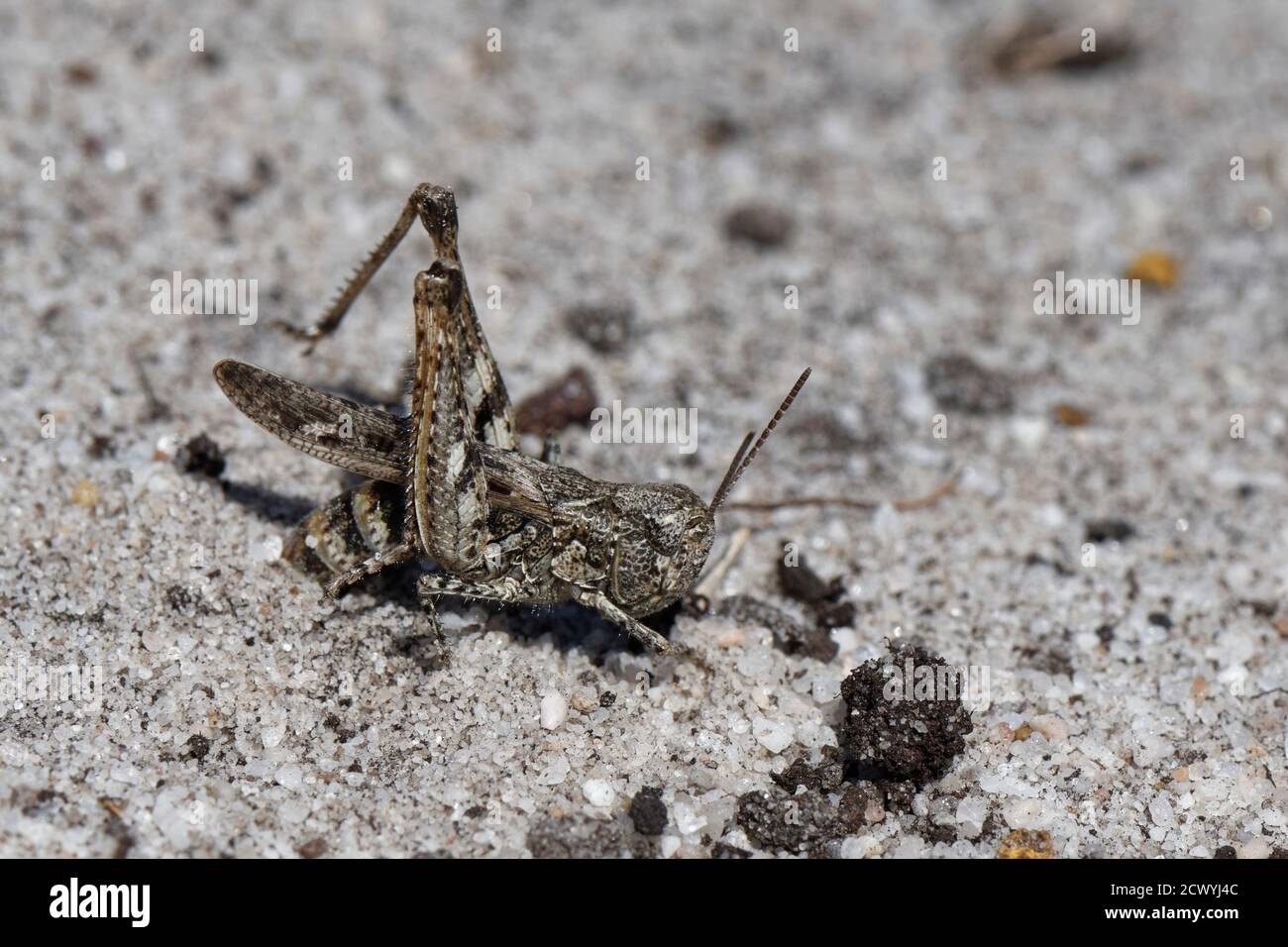 Mottled grasshopper (Myrmeleotettix maculatus) female laying eggs in a ...