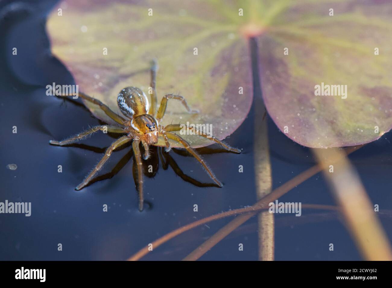 Pirate pond spider / Pirate otter spider (Pirata piraticus) hunting ...