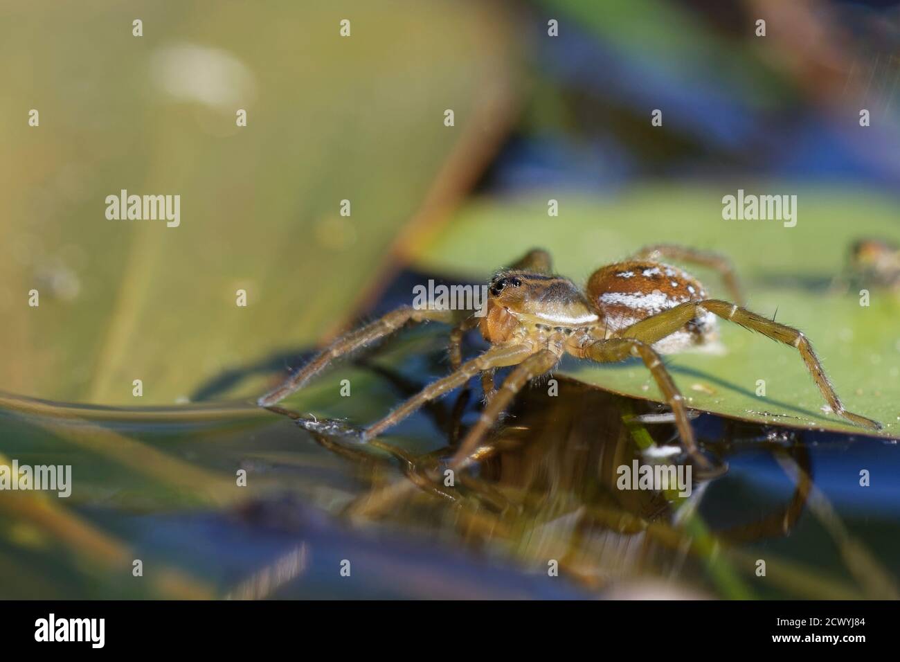 Pirate pond spider / Pirate otter spider (Pirata piraticus) hunting ...