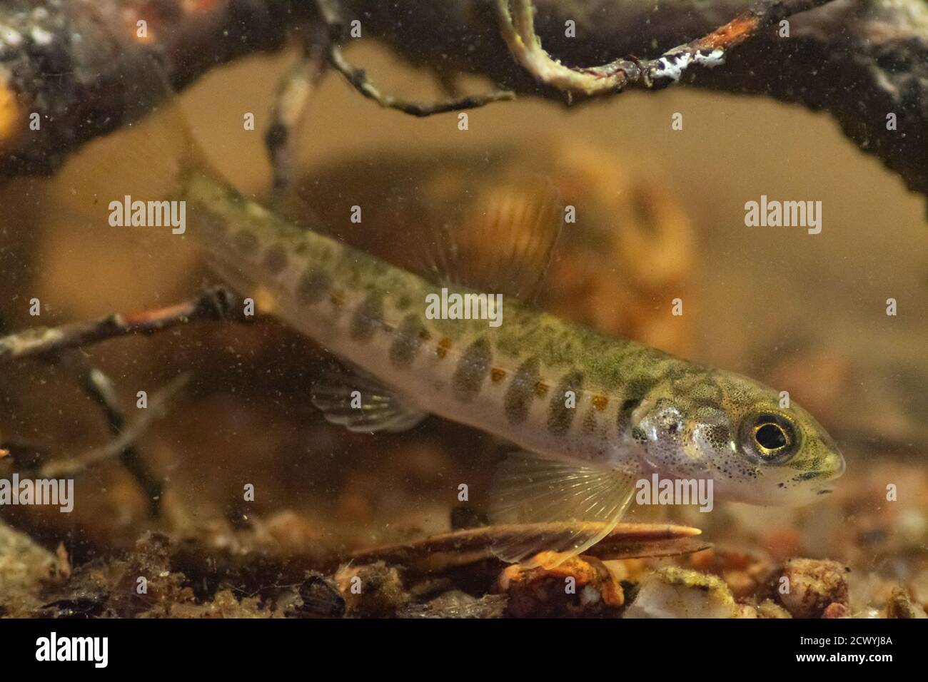 Salmon Parr, Salmo salar, river dee, scotland, august Stock Photo - Alamy