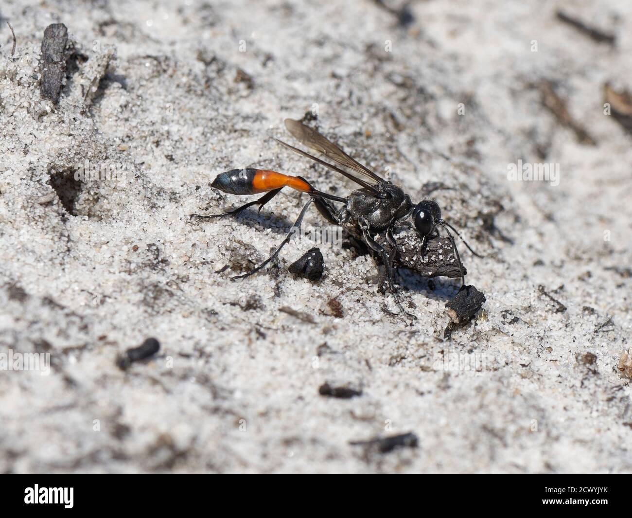 Heath sand wasp (Ammophila pubescens) picking up a small stick to place ...
