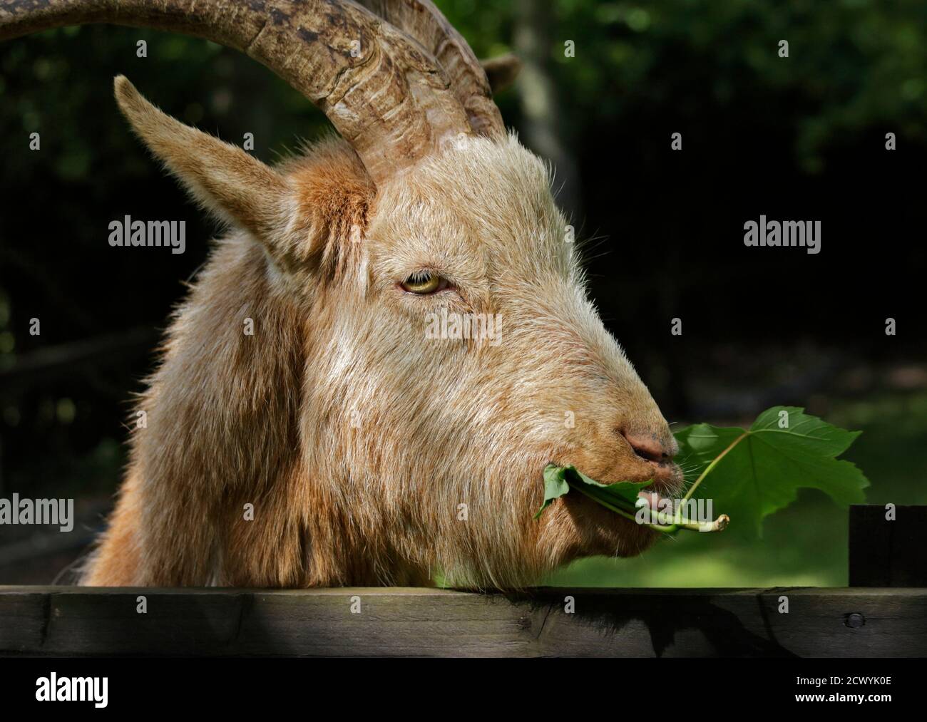 Long Horned Goat Stock Photo - Alamy