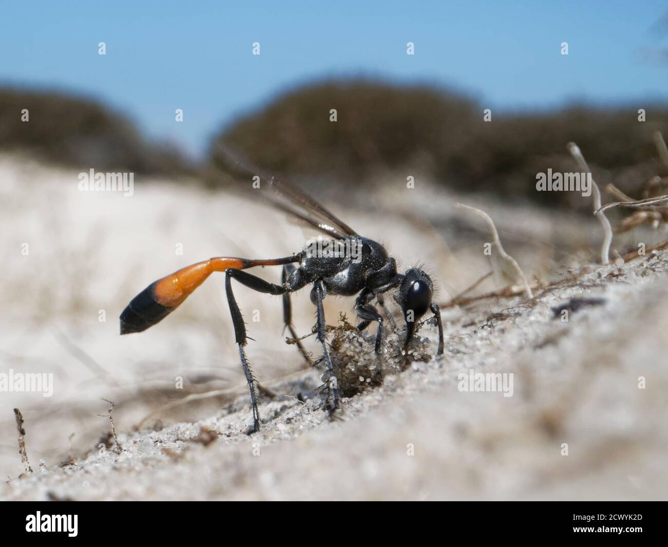 Heath sand wasp (Ammophila pubescens) positioning a clump of moss ...