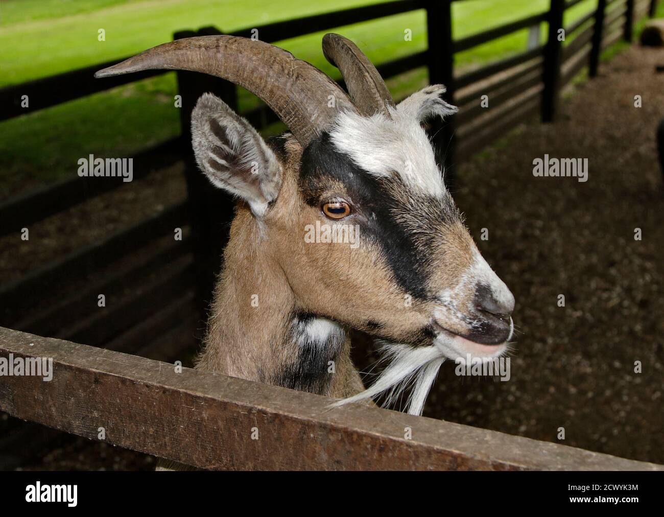 Long Horned Goat Stock Photo - Alamy