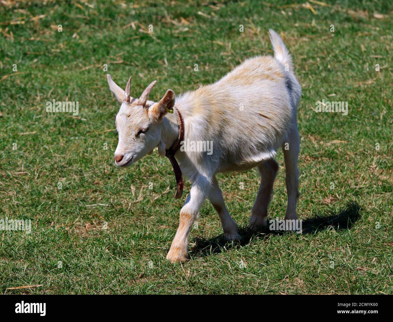 Pygmy domestic goat or dwarf goat hi-res stock photography and images ...