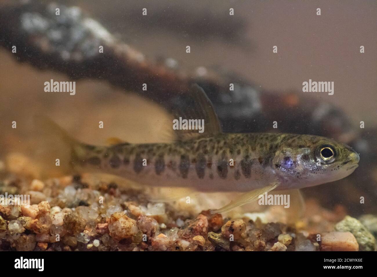 Salmon Parr, Salmo salar, river dee, scotland, august Stock Photo - Alamy