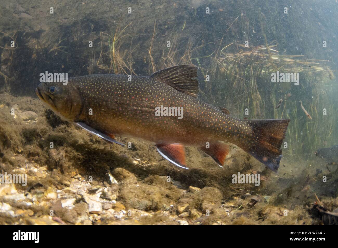 Trout springs hi-res stock photography and images - Alamy