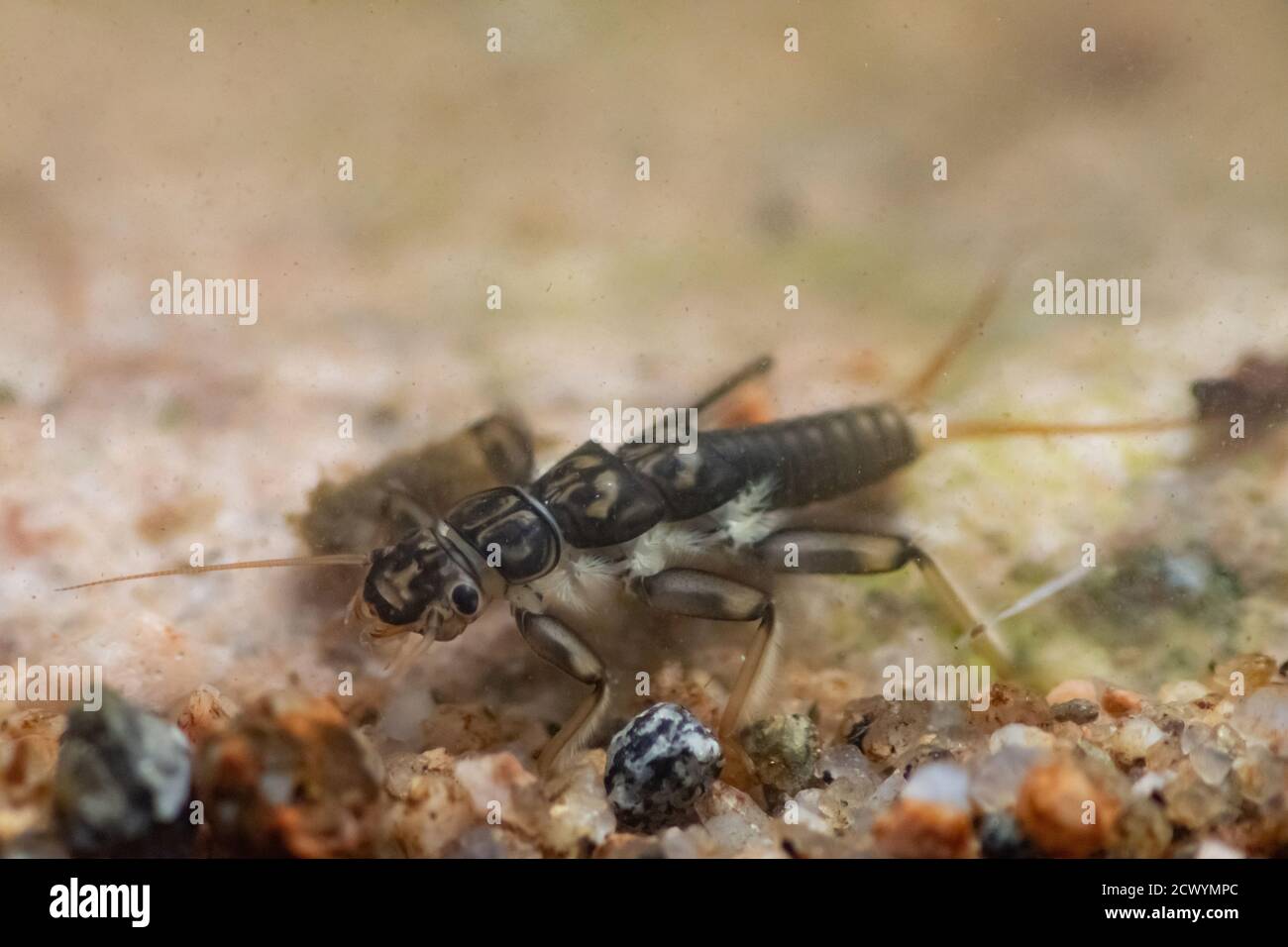 Stonefly larvae hi-res stock photography and images - Alamy