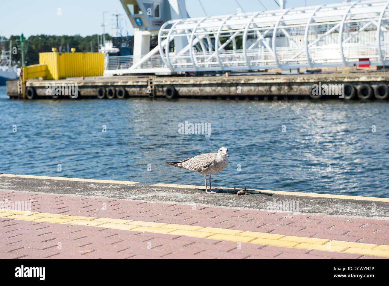 Frog bridge hi-res stock photography and images - Alamy