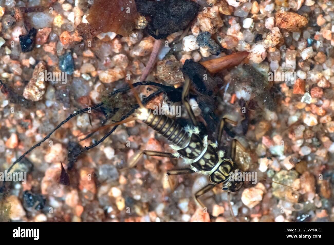 stonefly larvae sp, river dee, scotland, august Stock Photo - Alamy
