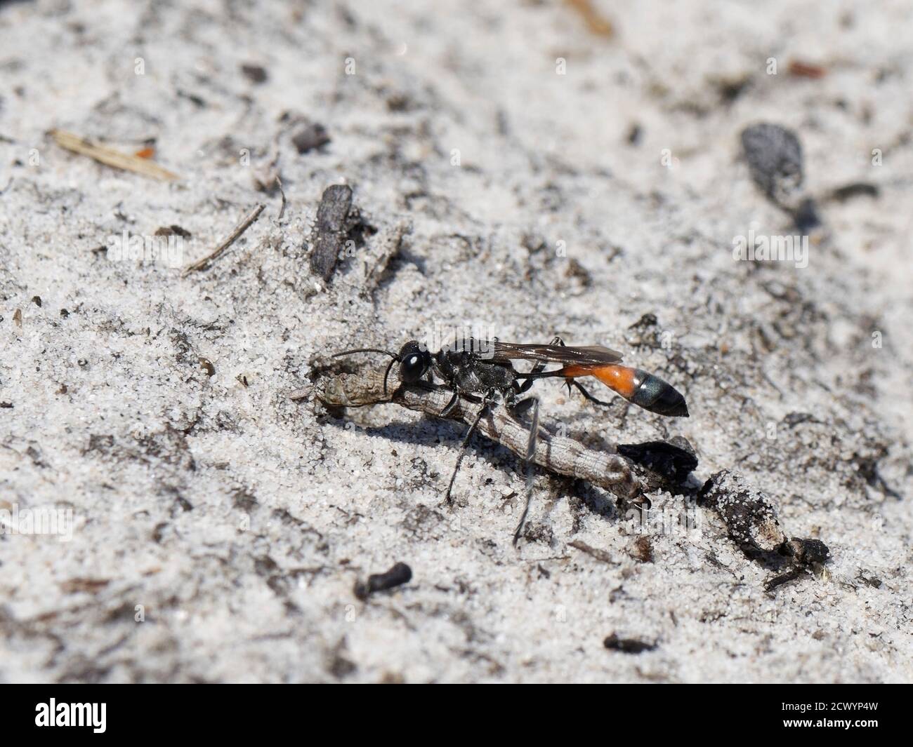 Wasp larvae and caterpillar hi-res stock photography and images - Alamy