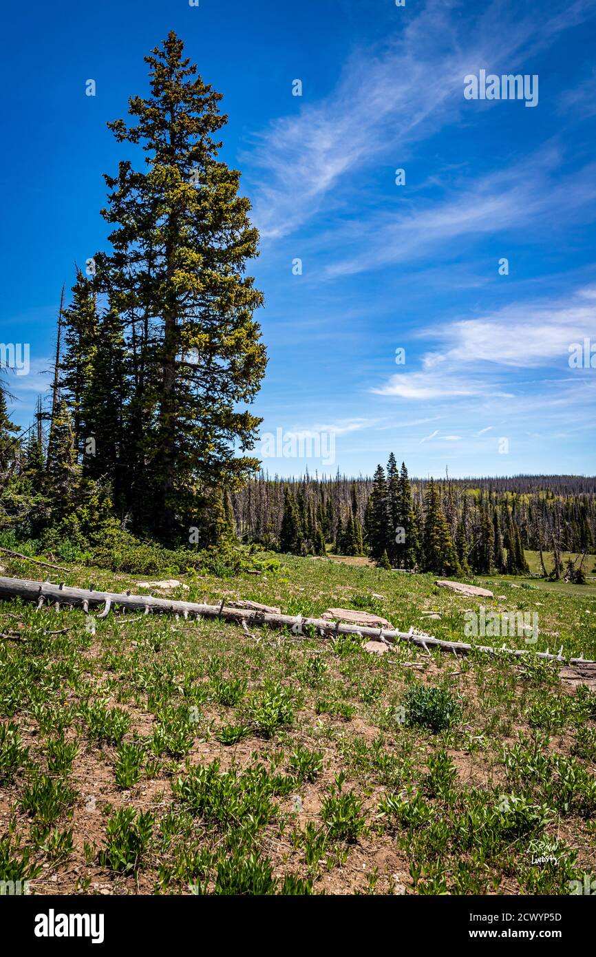 Cedar Breaks National Monument Stock Photo - Alamy