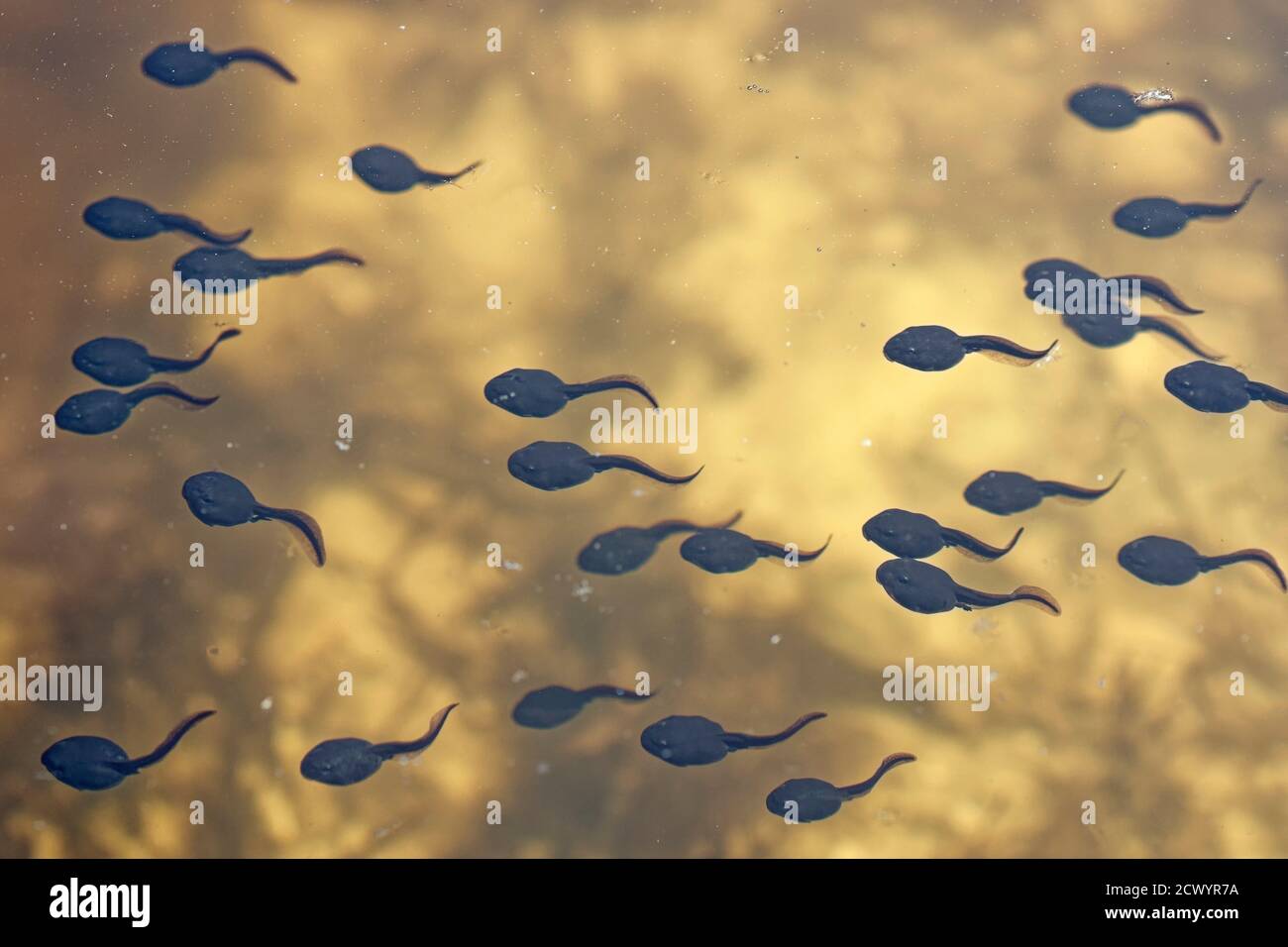 Common European toad (Bufo bufo) tadpoles swimming in a heathland pond ...