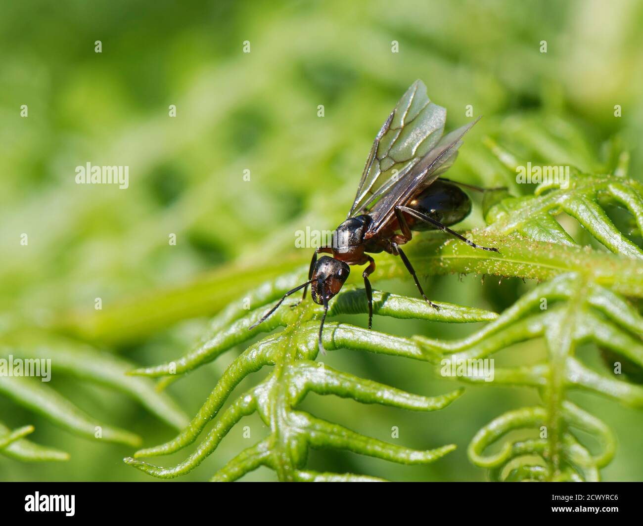 Wood ant (Formica rufa) winged queen preparing to take off from a ...