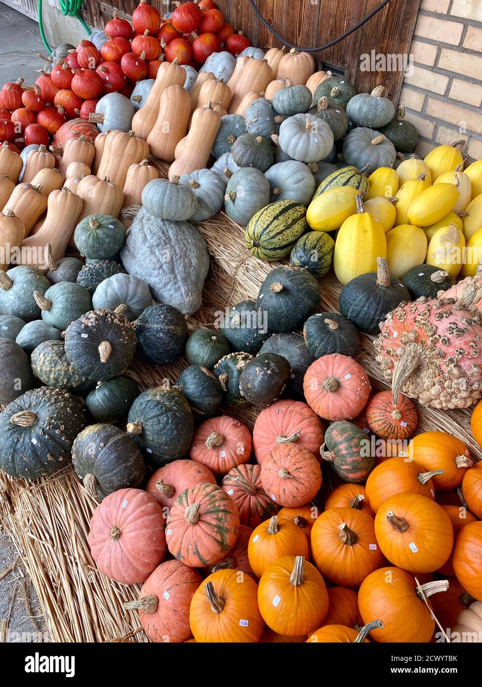 Colourful pumpkins on a market in Switzerland Stock Photo - Alamy