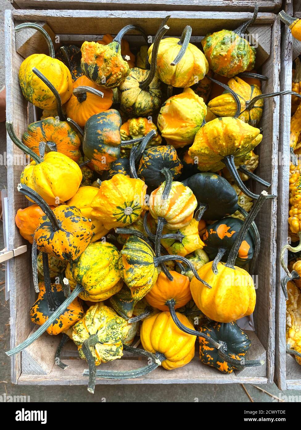 Colourful pumpkins on a market in Switzerland Stock Photo - Alamy