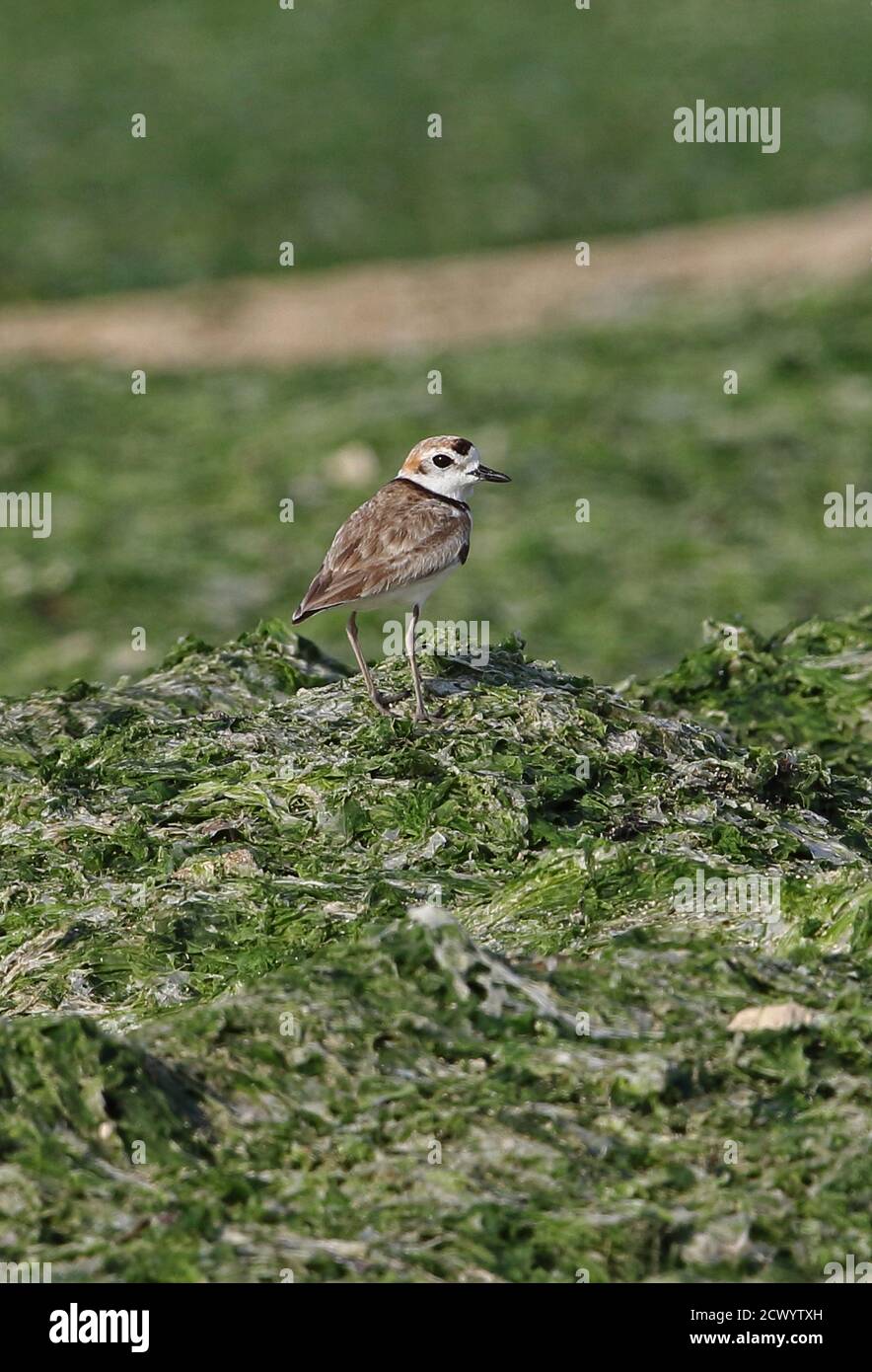 Malay Plover (Charadrius peronii) adult male standing on seaweed Bali ...