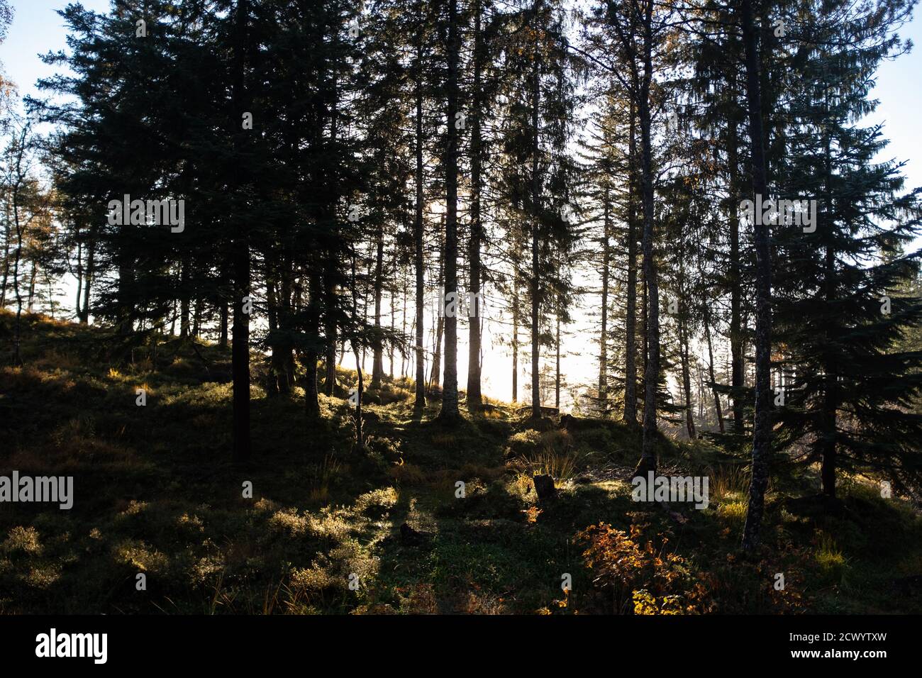 Evergreen forest trees on mountain slope in autumn daylight Stock Photo ...