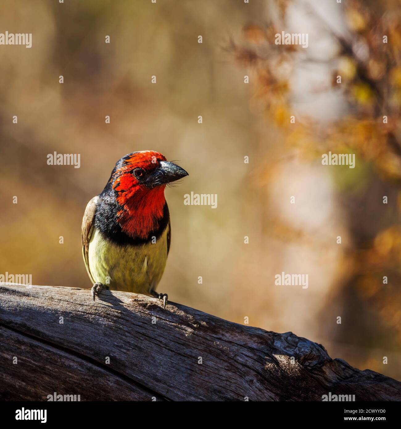 Black collared Barbet standing on a log isolated in blur background in ...