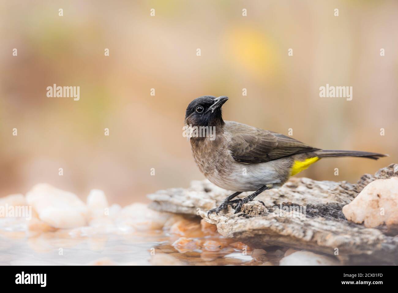 Dark capped Bulbul standing at waterhole in Kruger National park, South ...